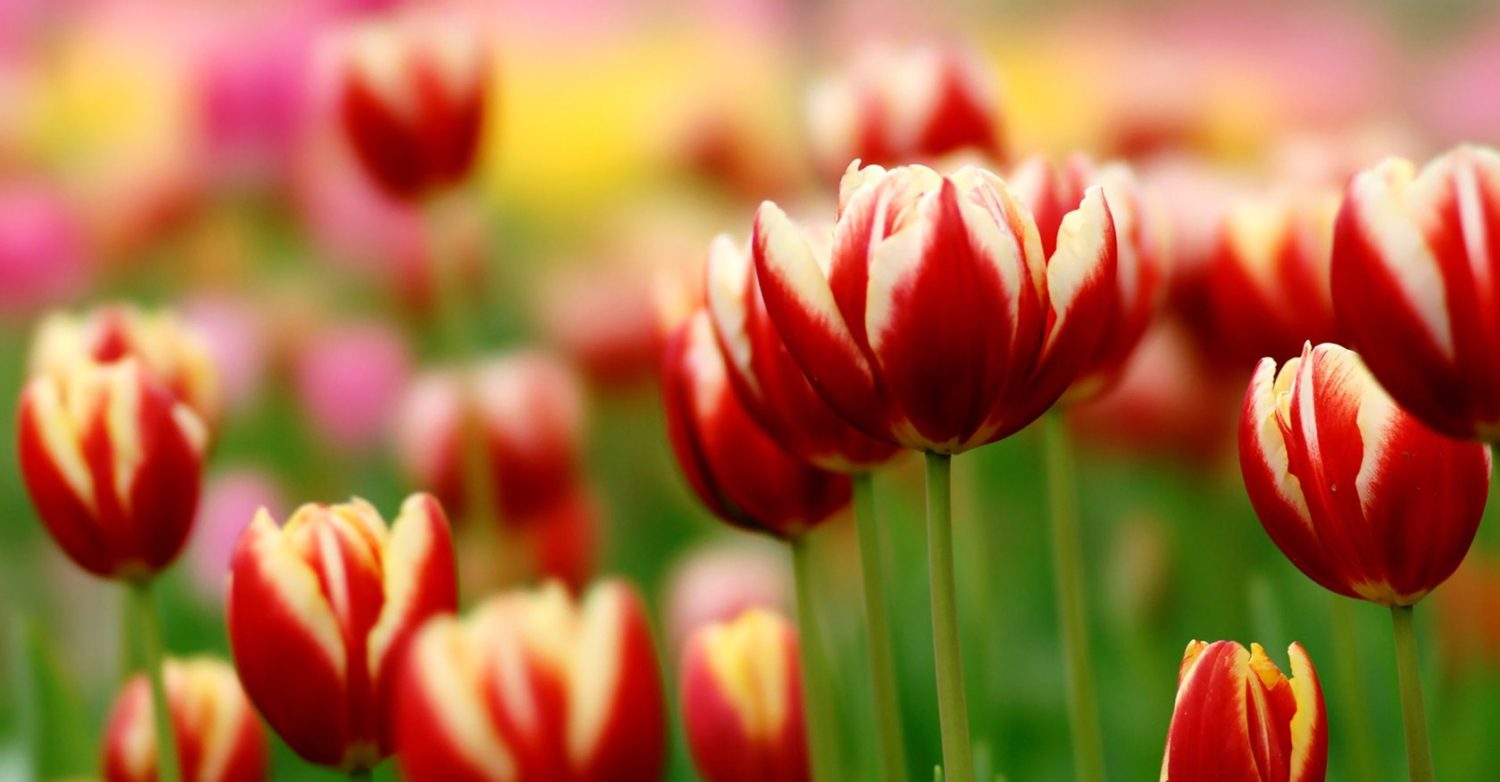 Maddi Made Vegan – Recipes, Health & Wellness